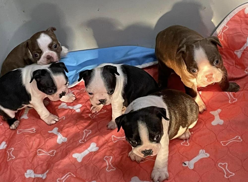Samantha's Bostons in Oklahoma | Boston Terrier puppies | Good Dog