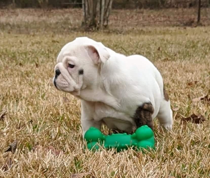 RKC English Bulldogs and Mini Aussies in Texas | Bulldog and Miniature ...