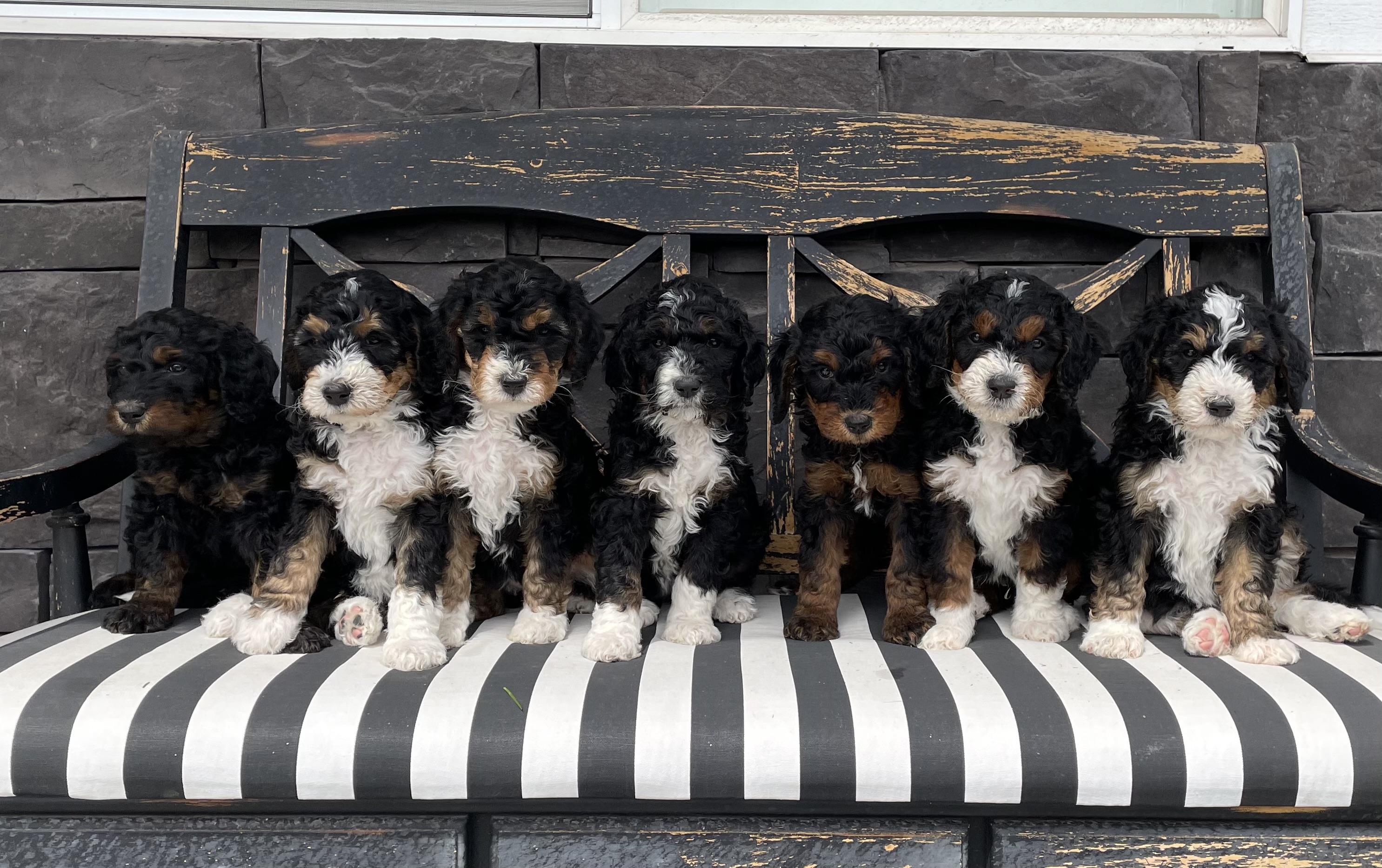 Harper Haven Cavapoos & Doodles in Utah | Bernedoodle, Cavalier King ...