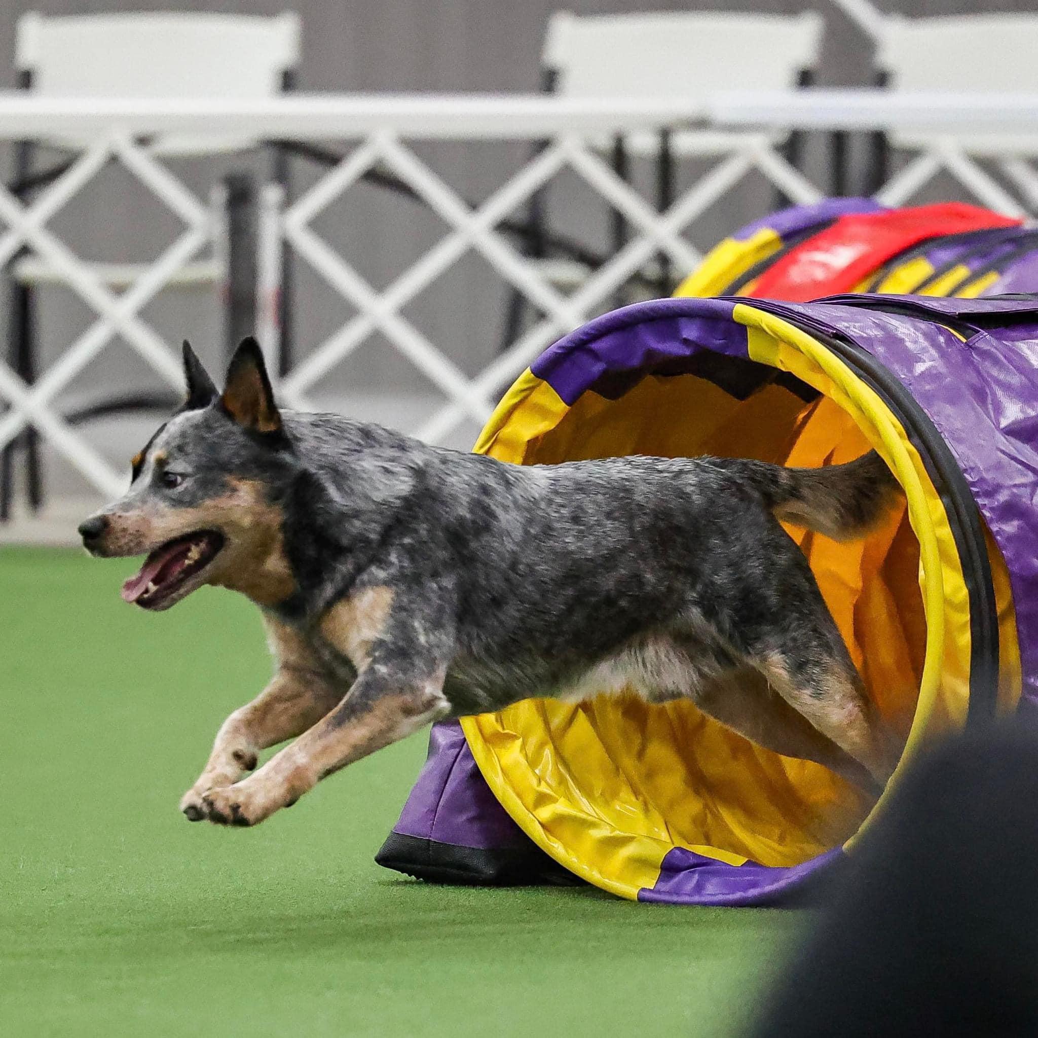 Willowbend Australian Cattle dogs in Kentucky | Australian Cattle Dog ...