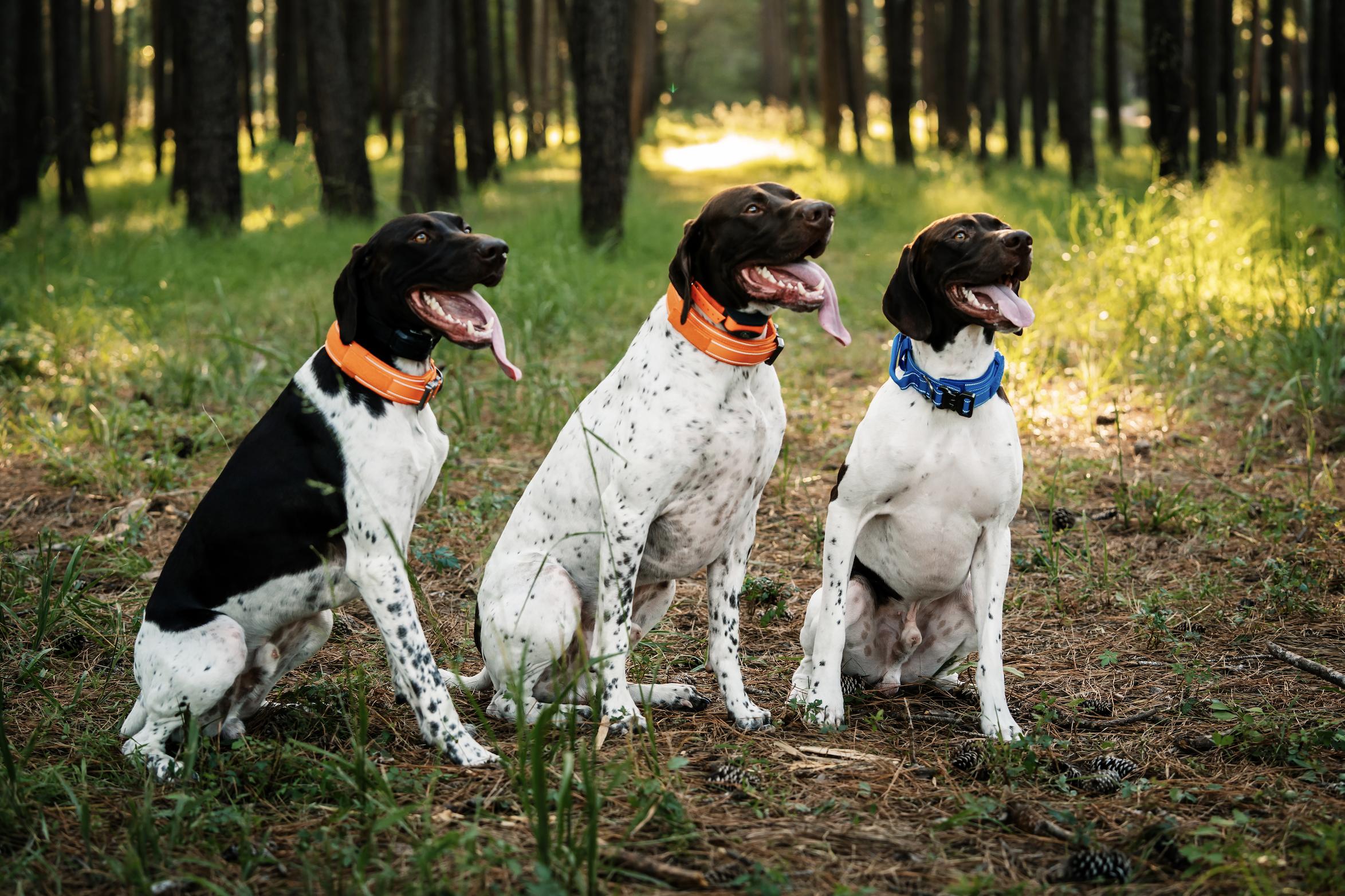 Tipsy Rabbit GSP TopDog Kennel in Texas | German Shorthaired Pointer ...