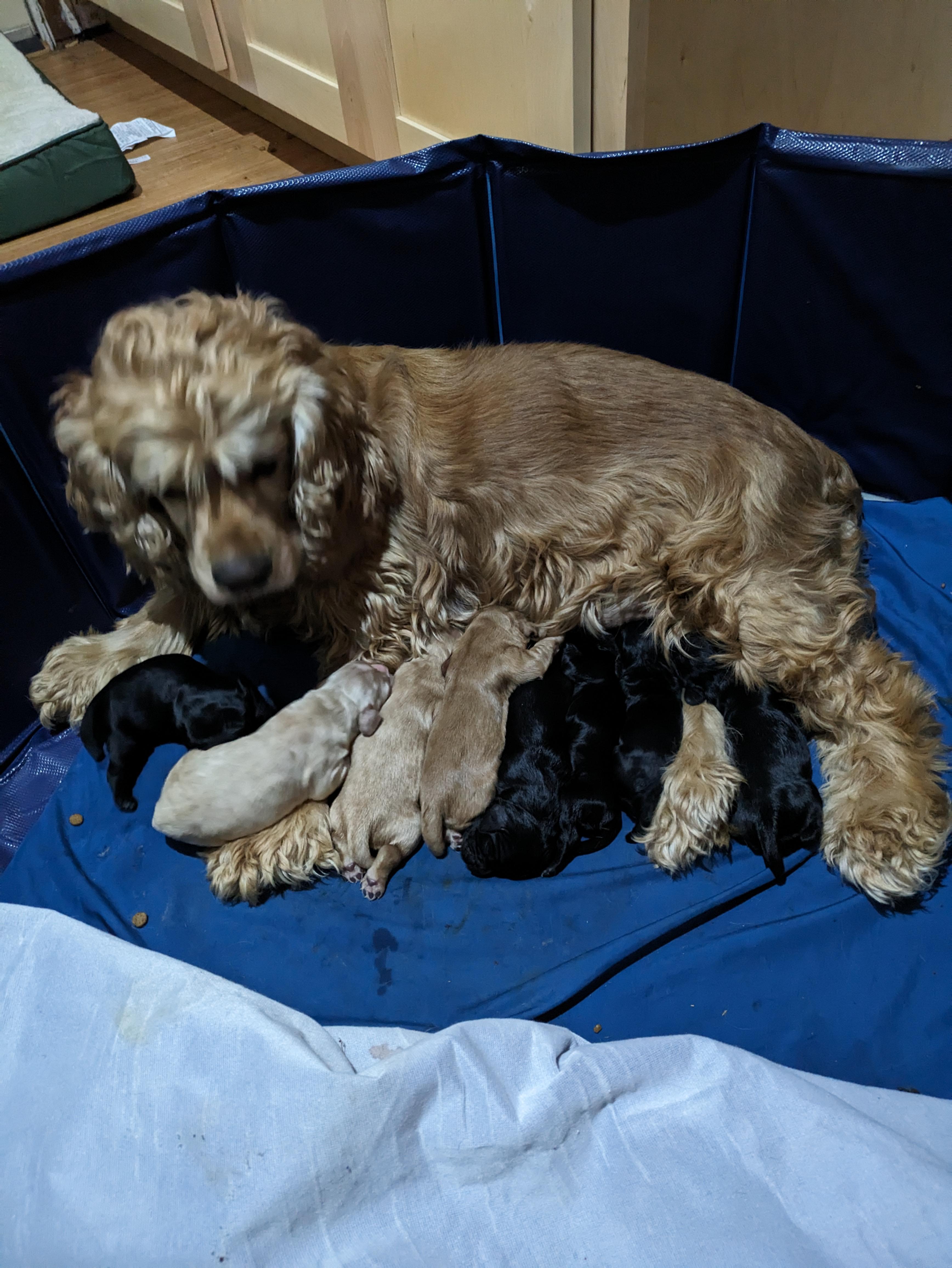 Pups in the Vine Cockers in Oregon | Cocker Spaniel and English Cocker ...
