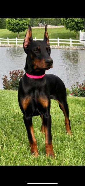 The Dober Den in Ohio | Doberman Pinscher and French Bulldog puppies ...
