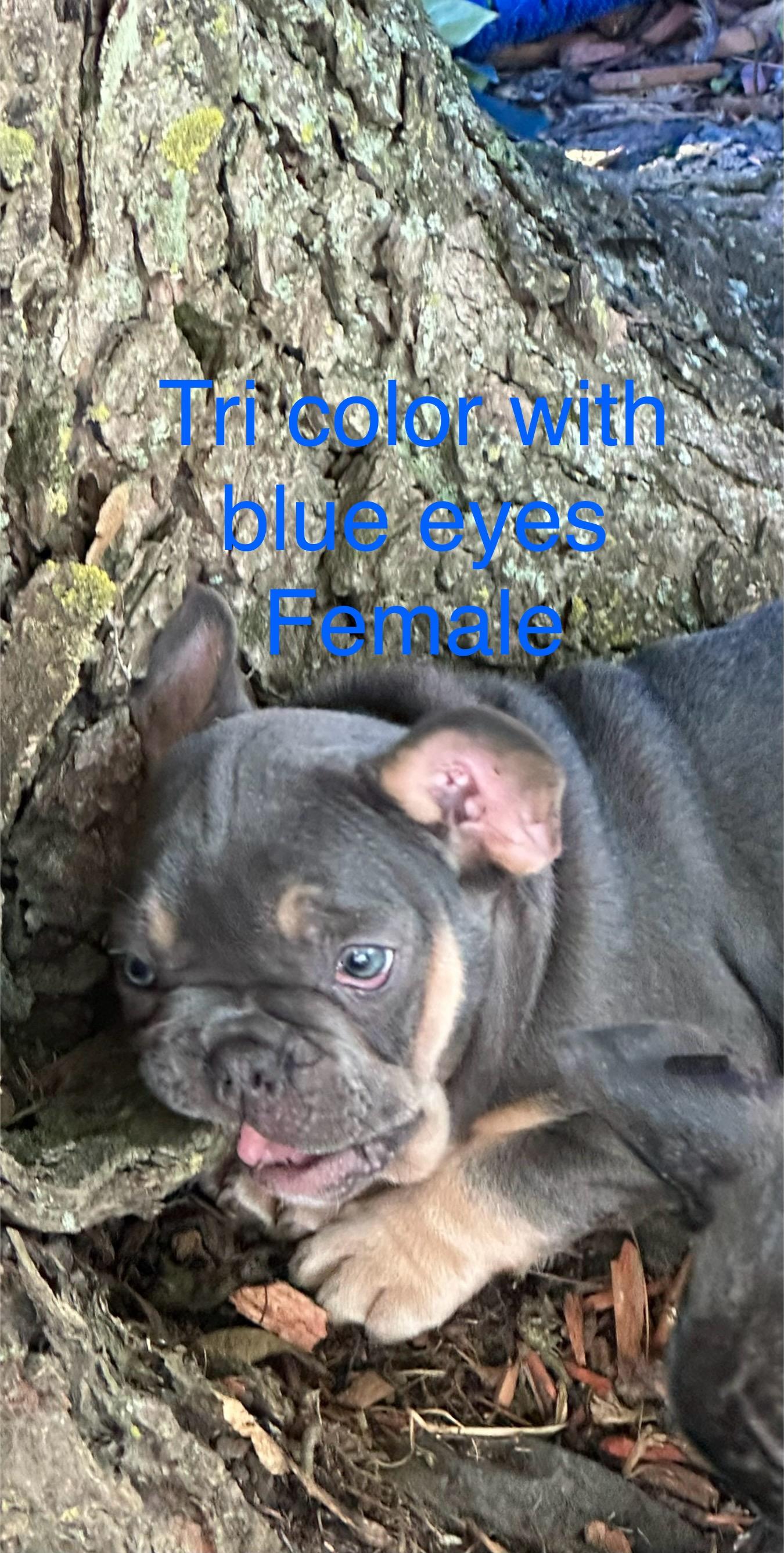 Hansen's French Bulldogs in Kentucky | French Bulldog puppies | Good Dog