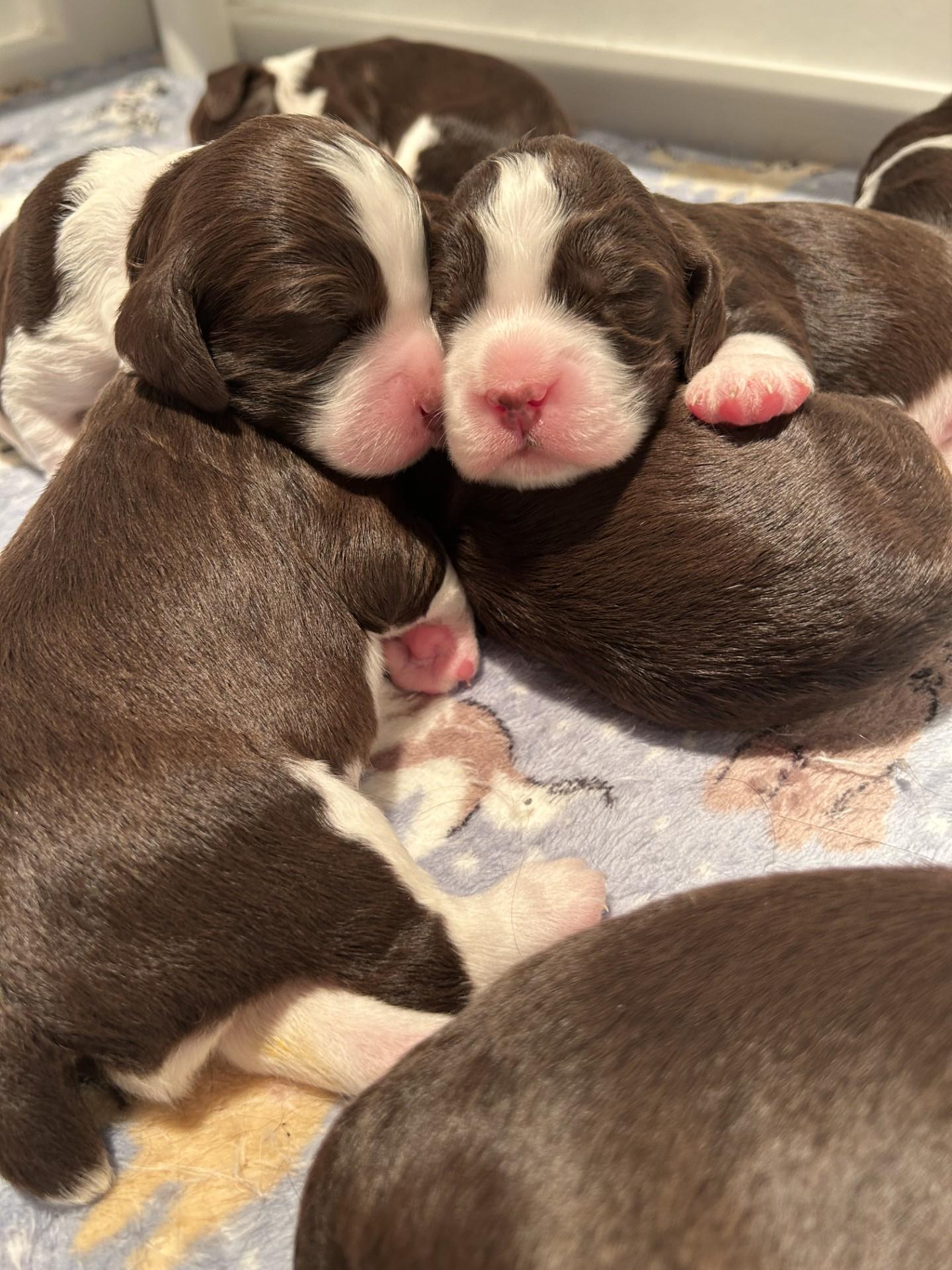 Foxboro Farm in Michigan | English Springer Spaniel puppies | Good Dog