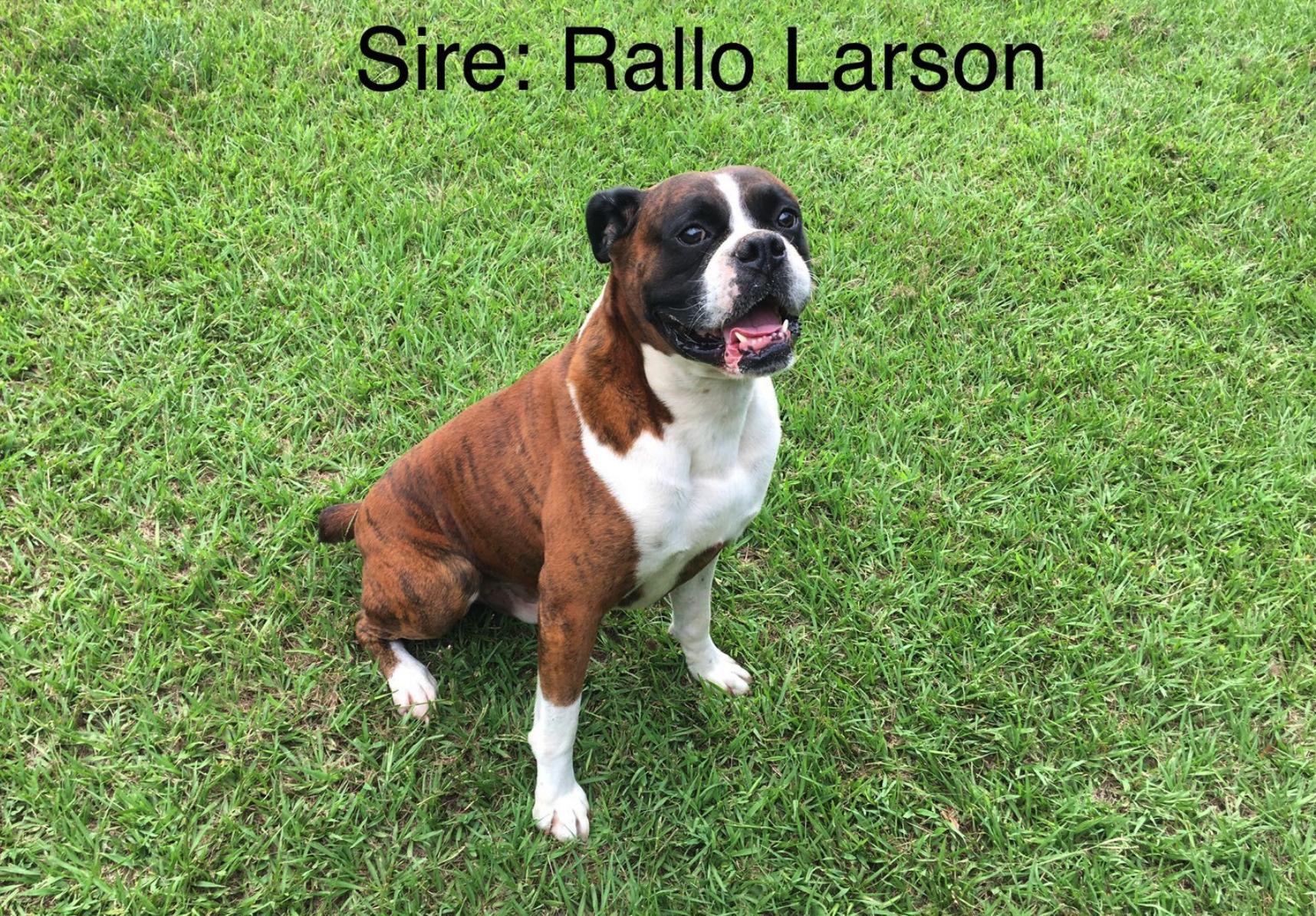 Boone’s Boxers of North Carolina in North Carolina | Boxer puppies ...