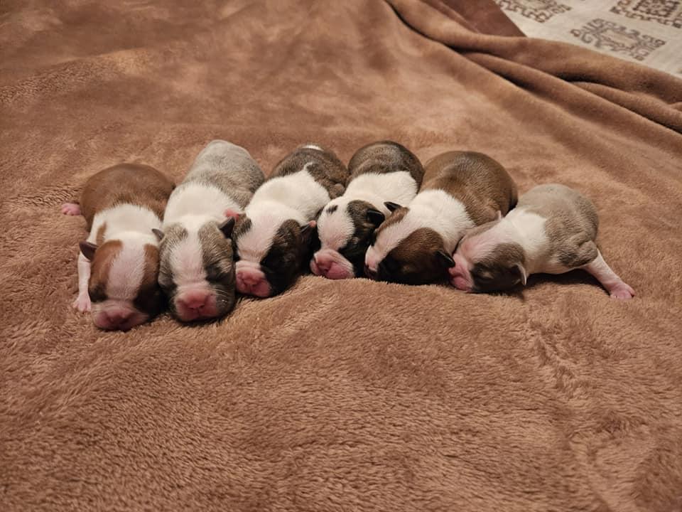 Tellier's AKC Boston Terriers Missouri in Missouri | Boston Terrier ...