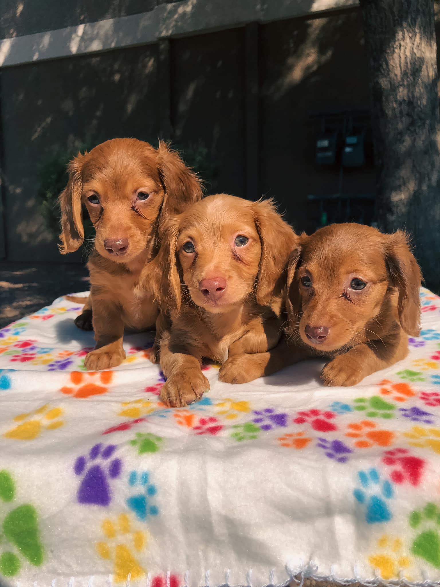 Mini Doxies R Us in California | Dachshund puppies | Good Dog