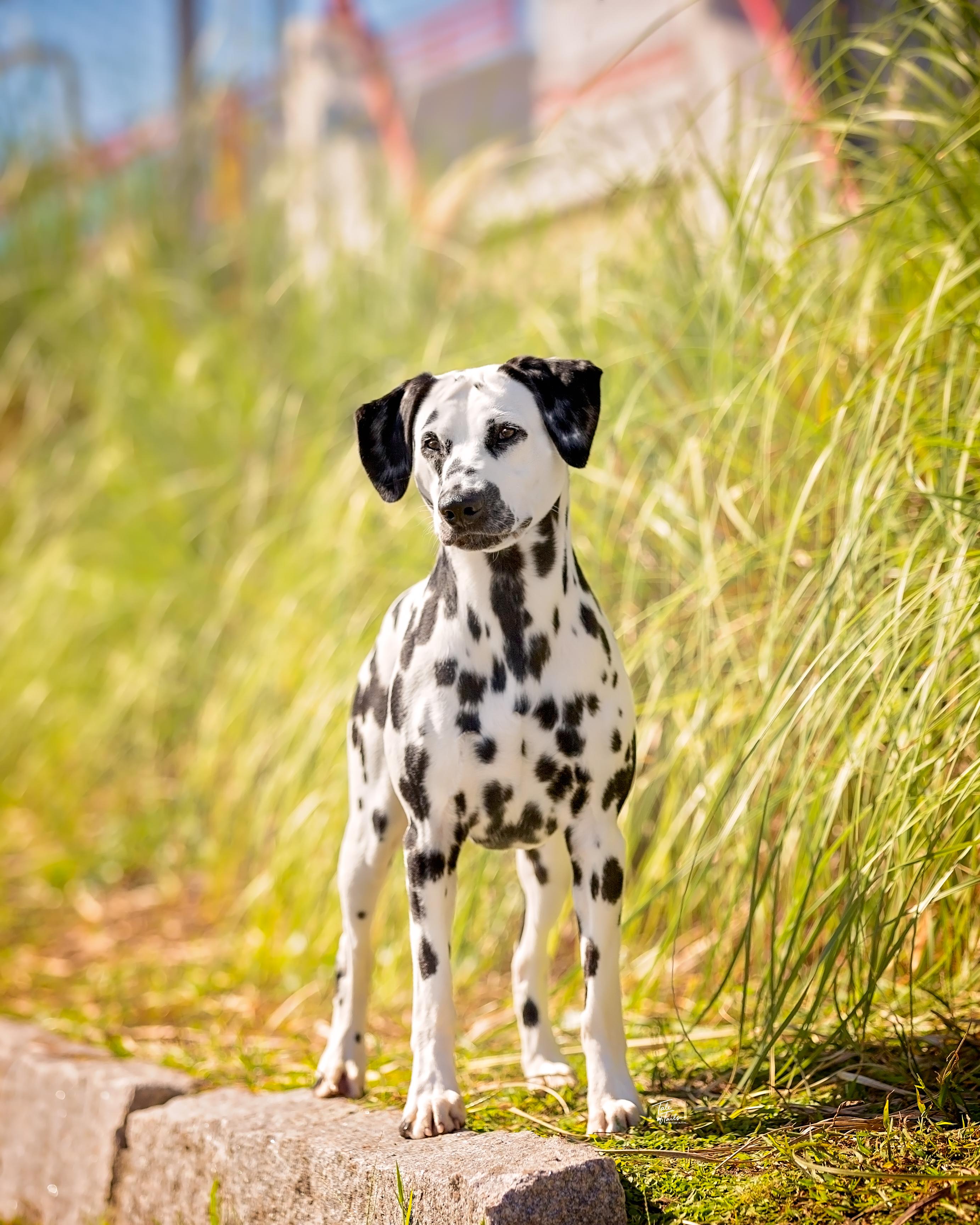 Green Acre Dalmatians in North Carolina | Dalmatian puppies | Good Dog