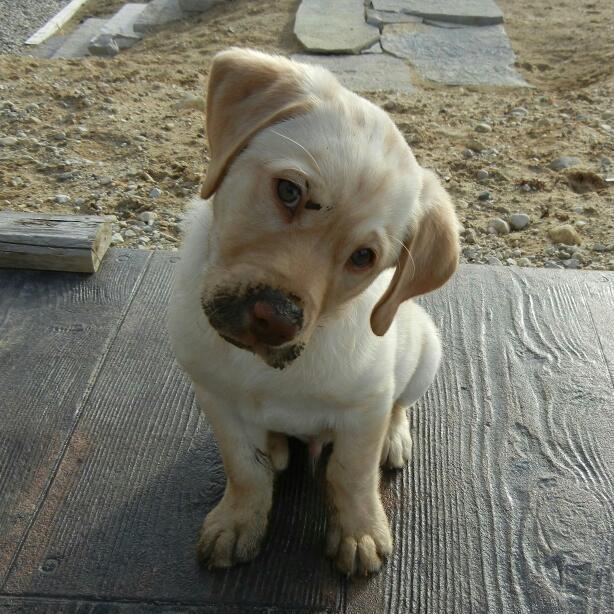 Loving Loyal Labs in Wisconsin | Labrador Retriever and Dilute ...