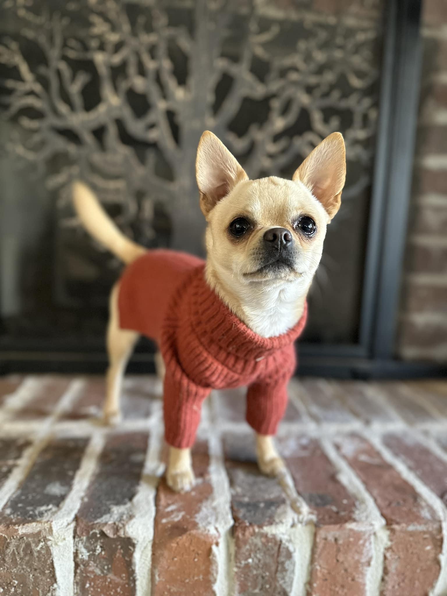Brooks Grove Canines LLC in Georgia | Chihuahua puppies | Good Dog