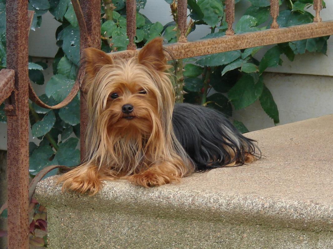 Country Yorkies in Ohio | Yorkshire Terrier puppies | Good Dog