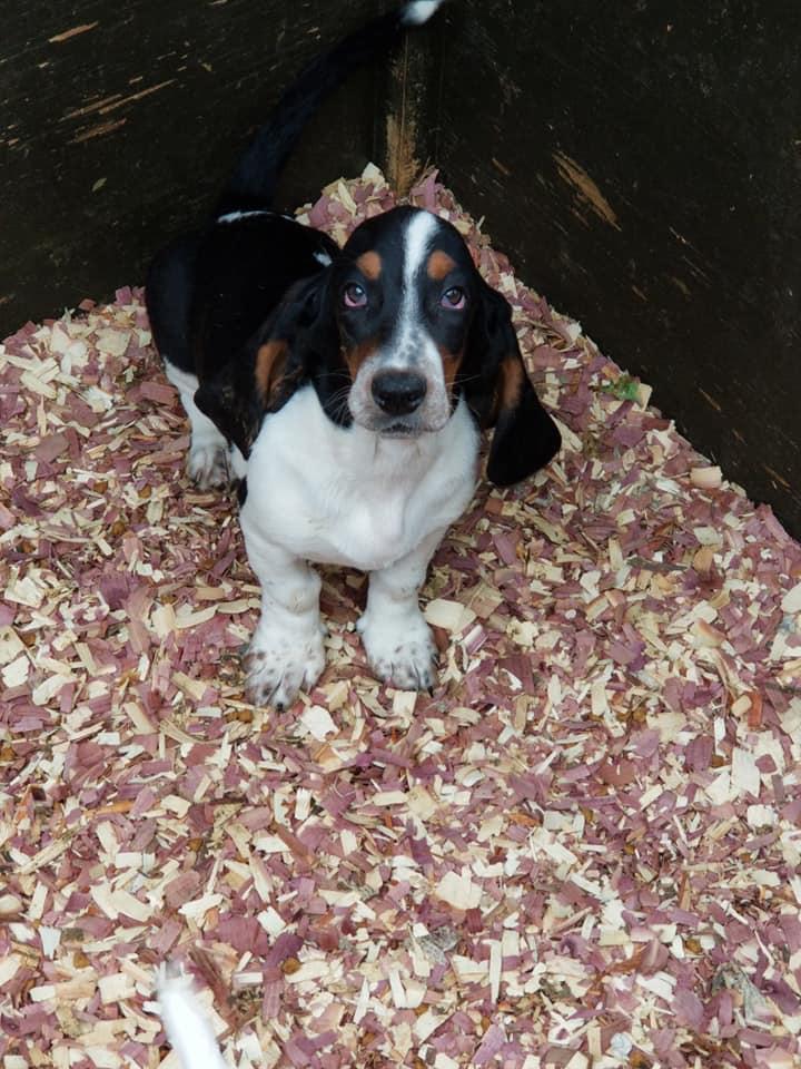 Basset Queen in California | Basset Hound puppies | Good Dog