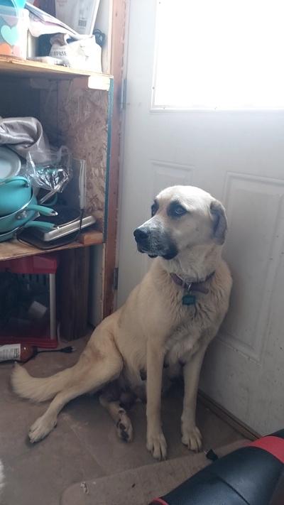 Alisha's Anatolian Pyrenees in Colorado | Anatolian Pyrenees puppies ...
