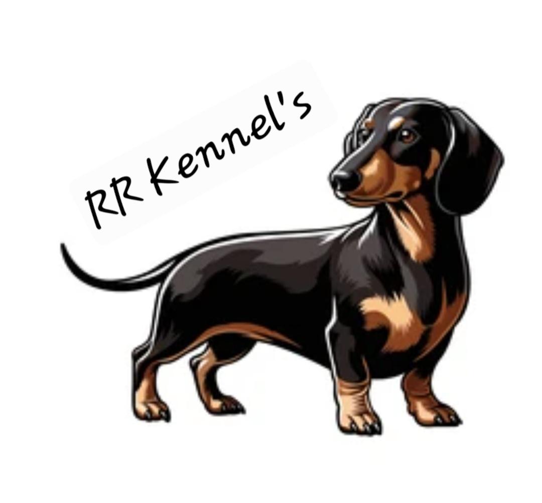 RR Kennels in Colorado | Dachshund puppies | Good Dog