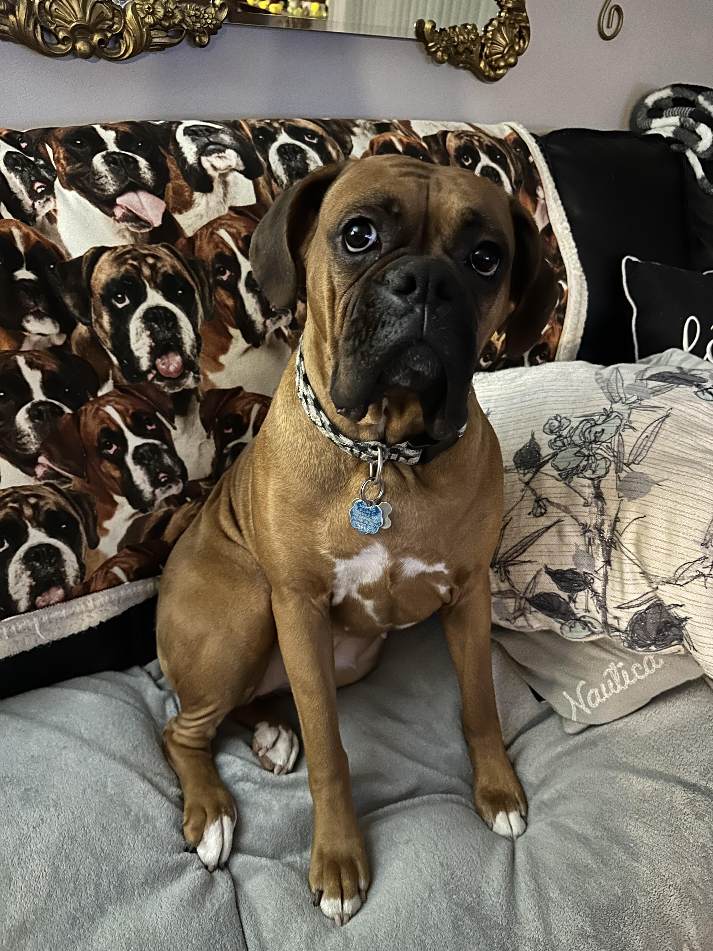 DaCosta’s Boxers in Massachusetts | Boxer puppies | Good Dog