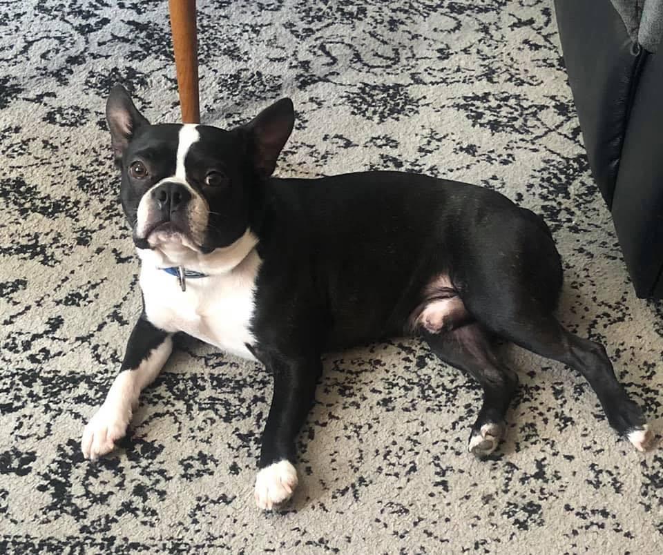 Meier’s Gentleman Bostons in Indiana | Boston Terrier puppies | Good Dog