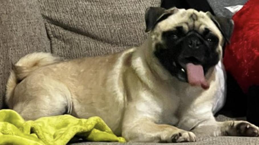Pinky's Puppies in Mississippi | Pug puppies | Good Dog