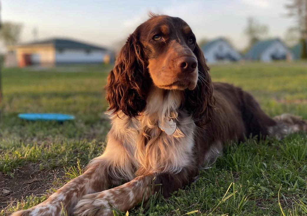 BlackRiver English Springer Spaniels in New York | English Springer ...