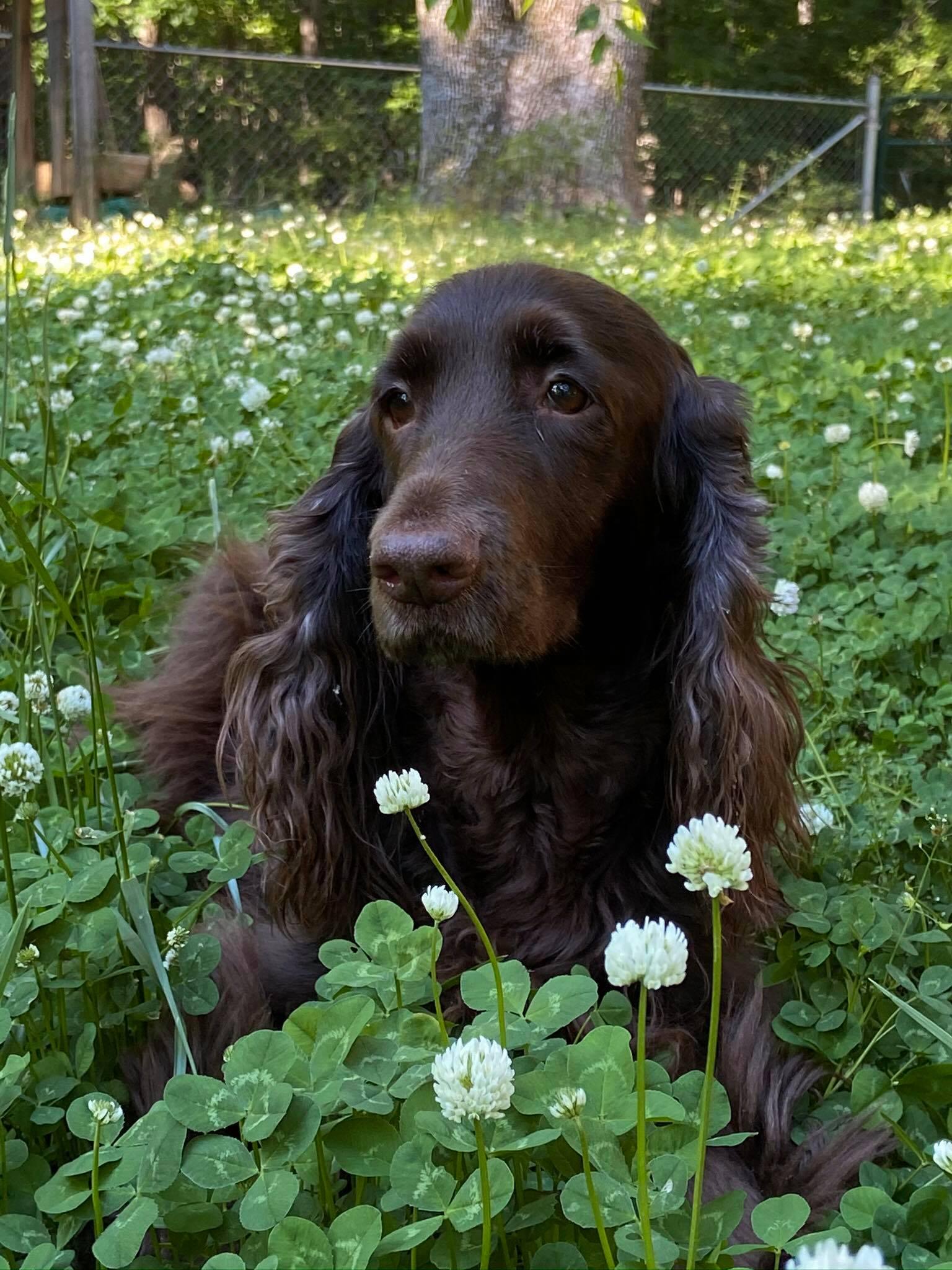 Catera Field Spaniels in Alabama | Field Spaniel puppies | Good Dog