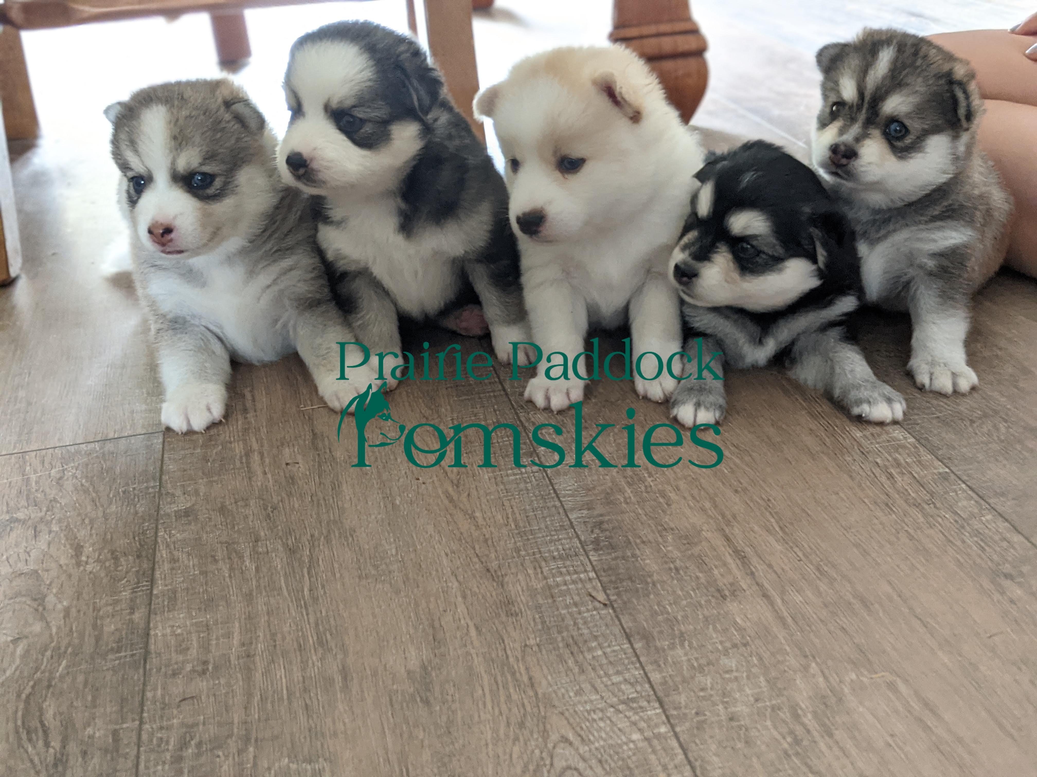 Prairie Paddock Pomskies in South Dakota | Pomsky puppies | Good Dog