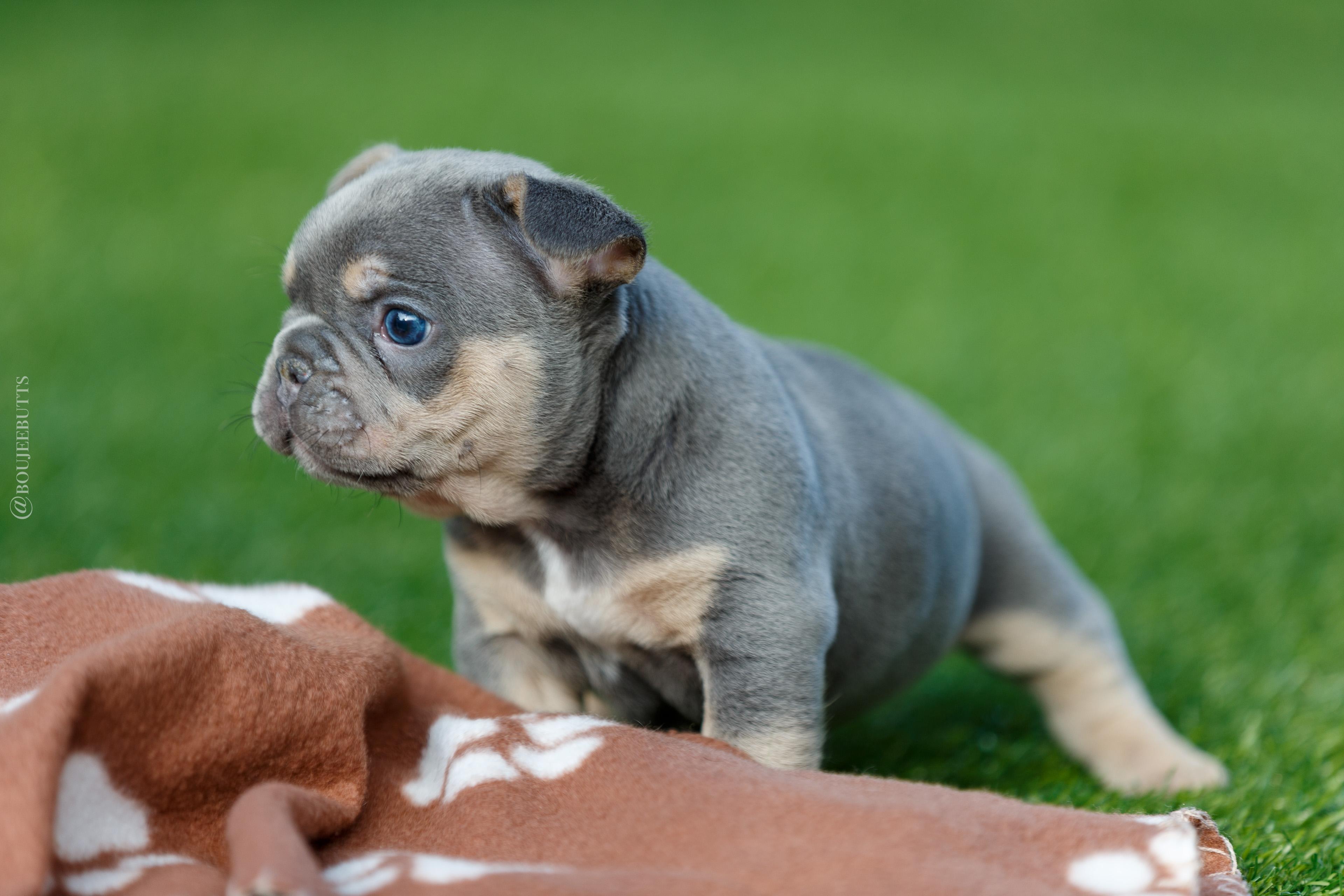Boujee Butt Frenchies in California | French Bulldog puppies | Good Dog