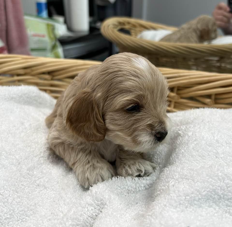 Dog E Stylz Breeding in Kentucky | Cockapoo and Poodle puppies | Good Dog