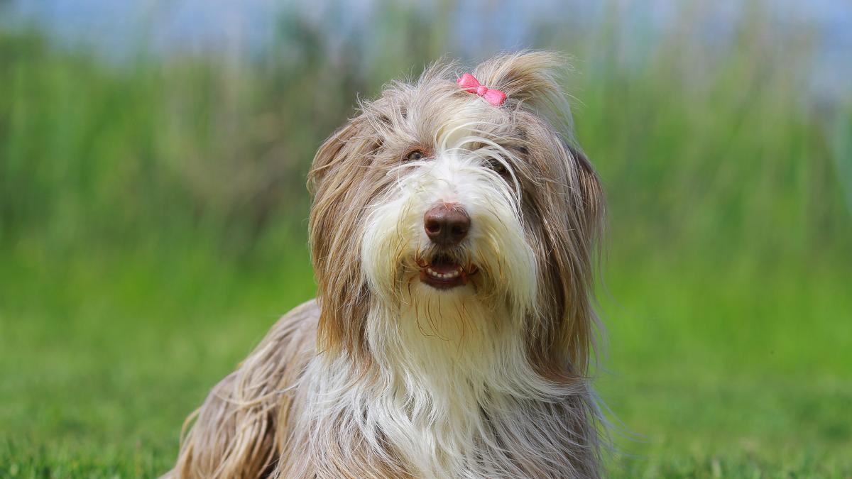 25 cute Bearded Collie puppies for sale | Good Dog