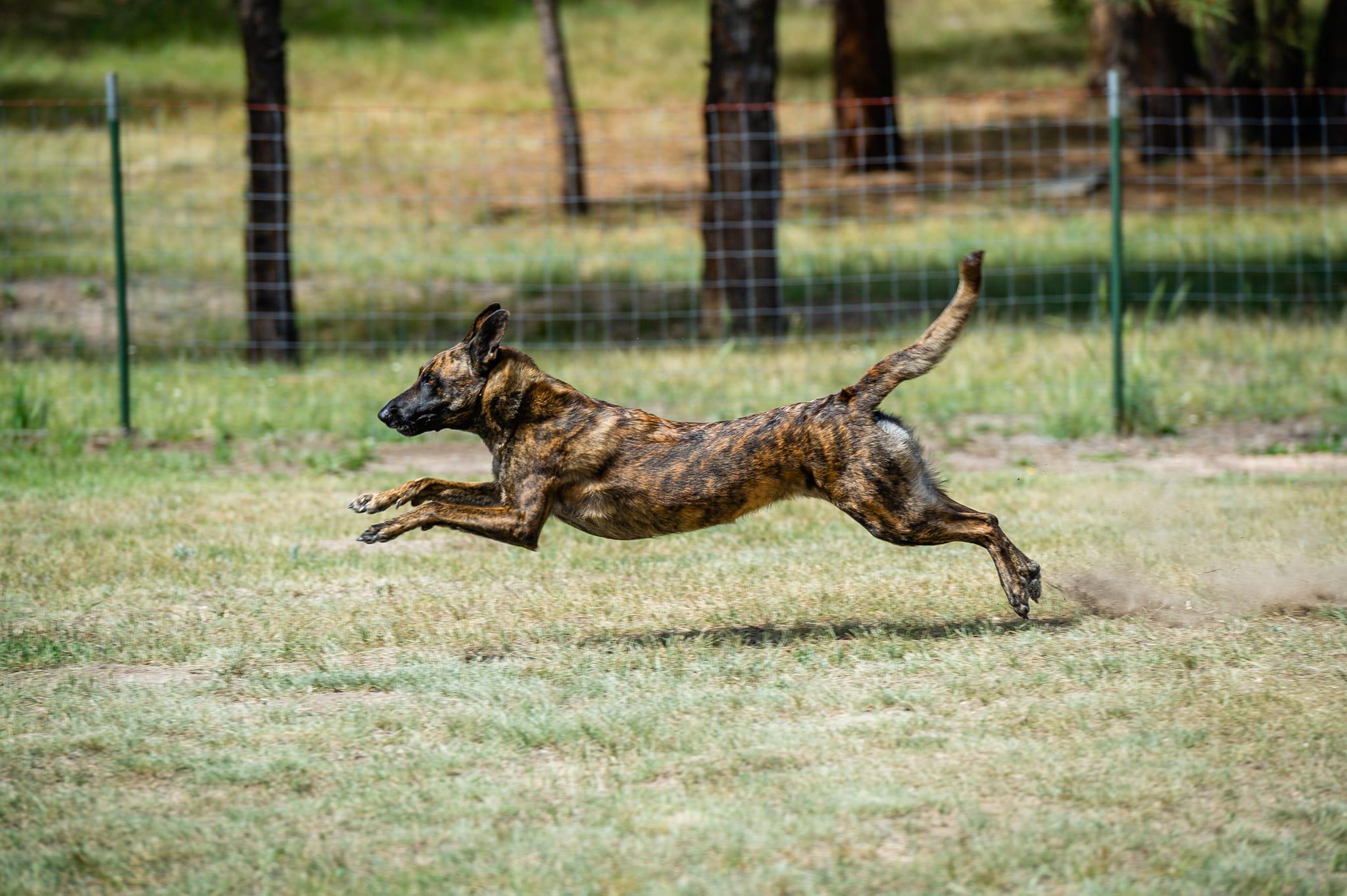 TDChase K9s in Colorado | Dutch Shepherd puppies | Good Dog