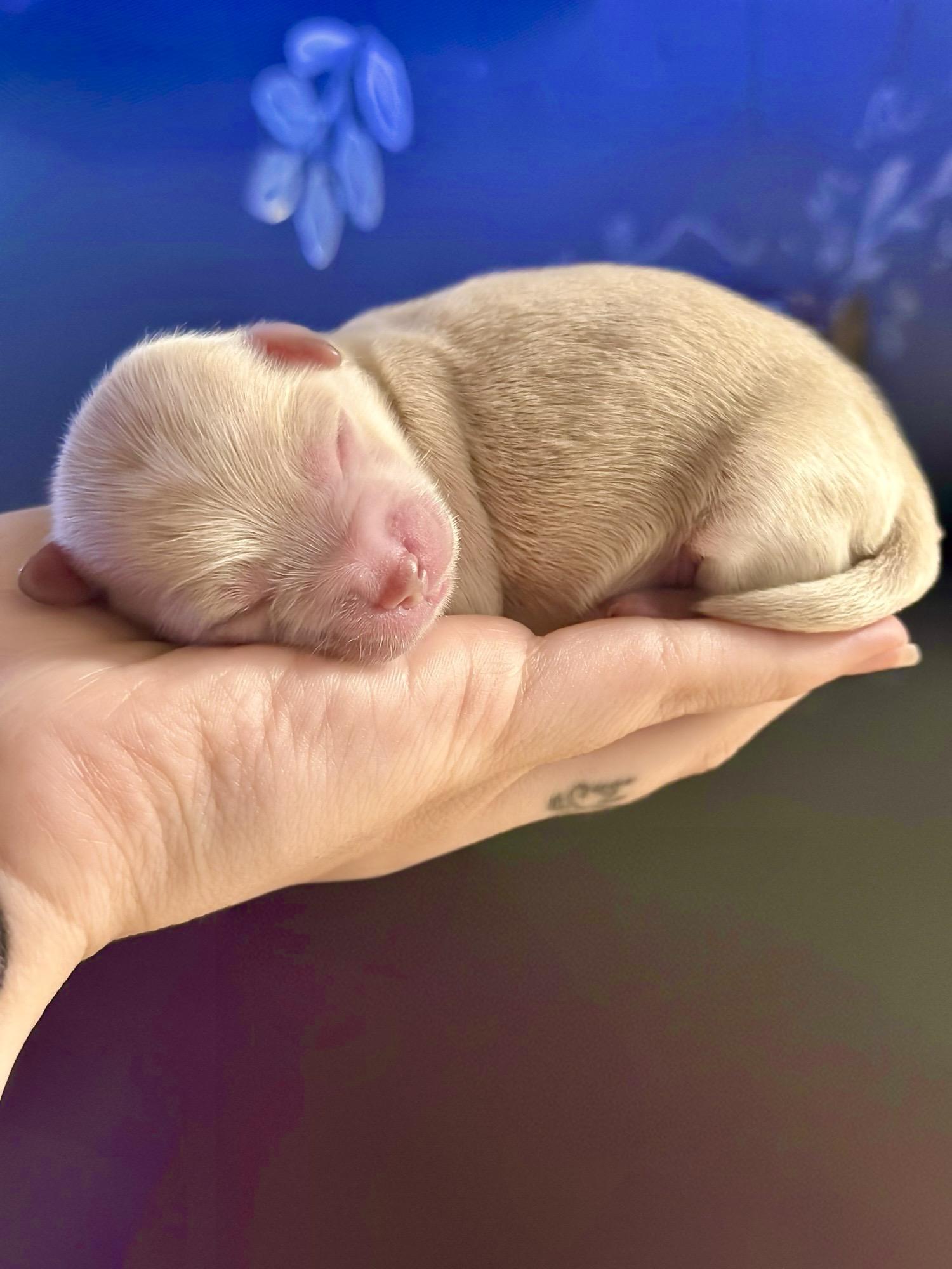Silverfire Puppies in North Carolina | Maltipoo puppies | Good Dog