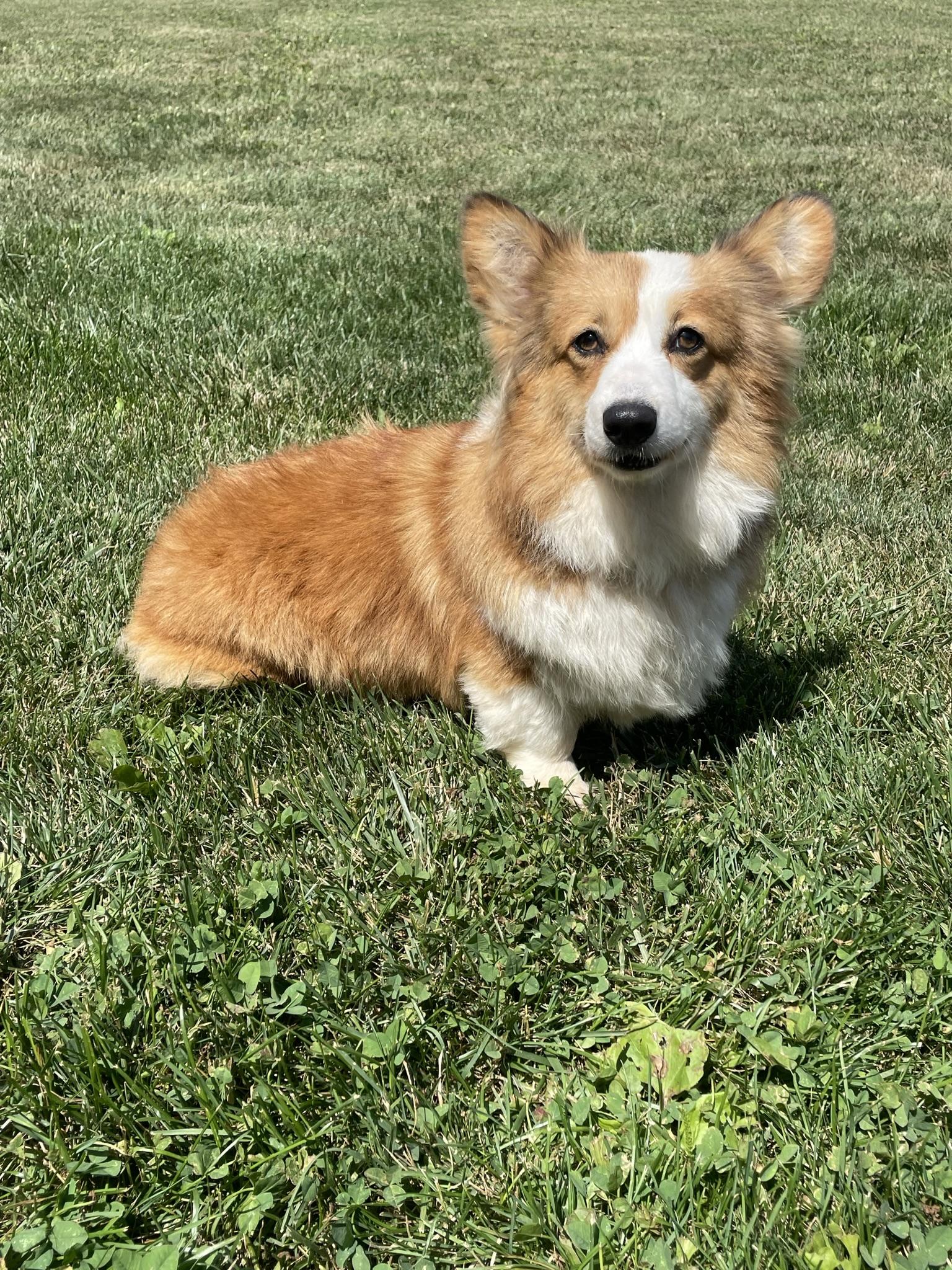 Burns Corgis in Iowa | Pembroke Welsh Corgi and American Corgi puppies ...