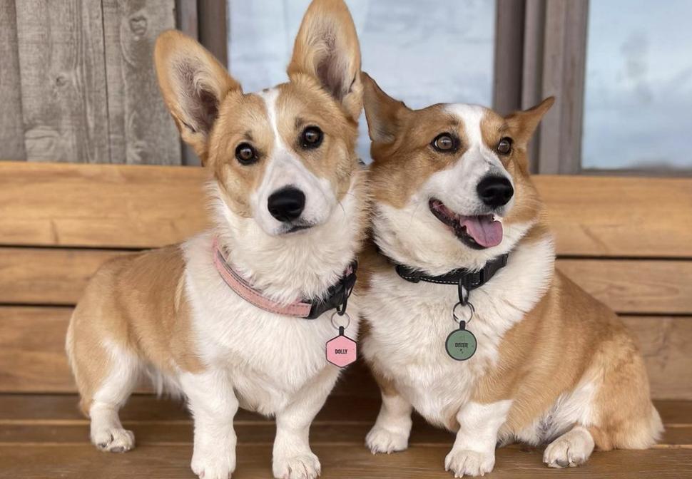 D&D Country Corgis in Utah | Pembroke Welsh Corgi puppies | Good Dog