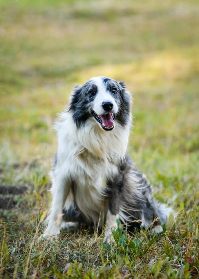 Double J & L Ranch Border Collies in Alaska | Border Collie puppies ...