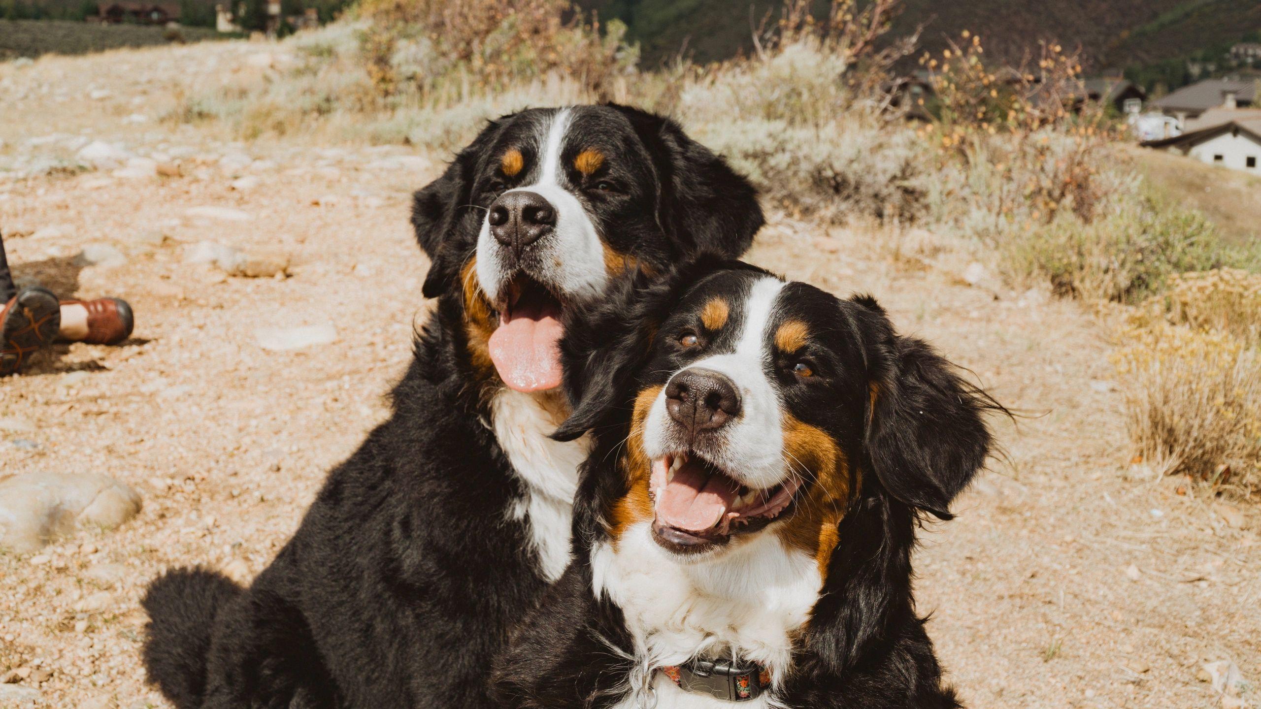 Oberland Berners in Colorado | Bernese Mountain Dog puppies | Good Dog
