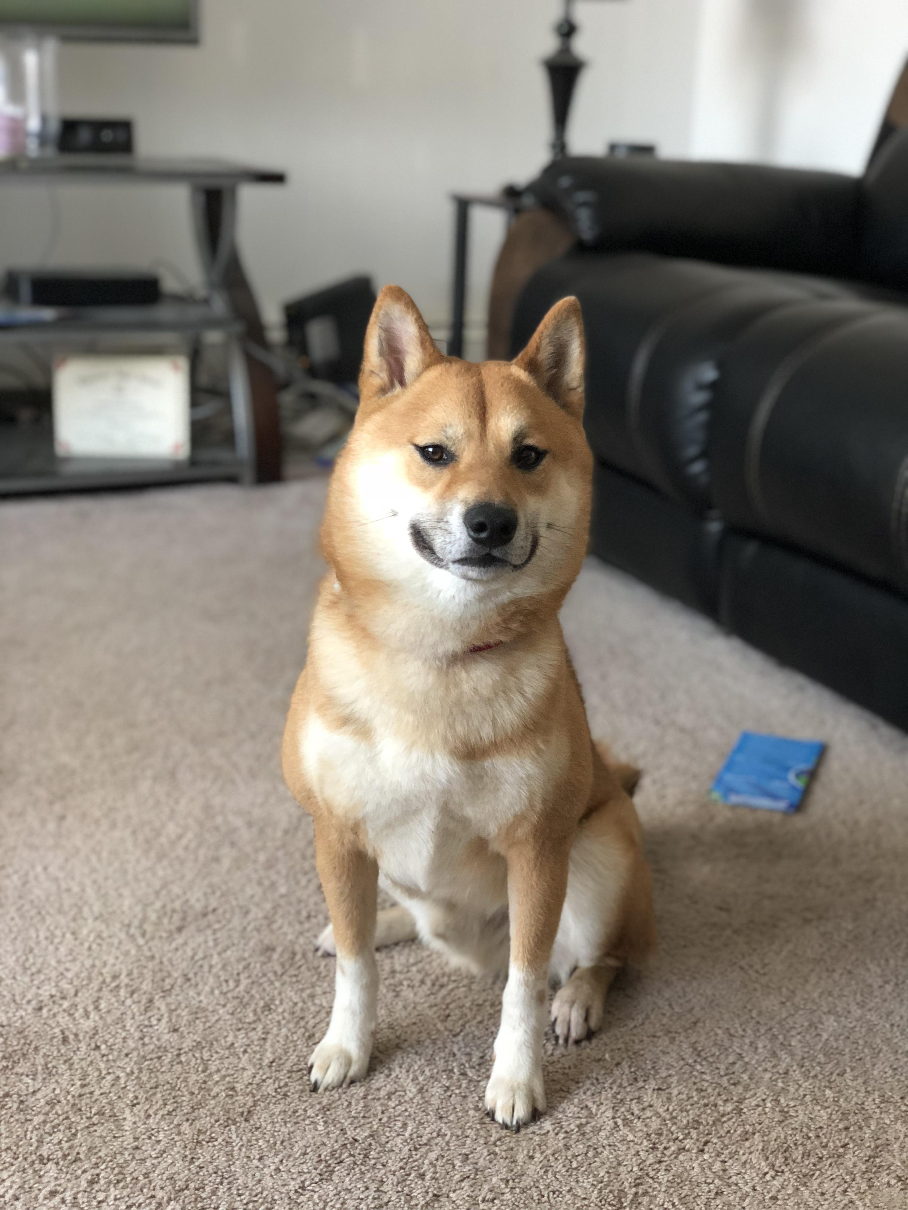 NJ Shiba Baby in New Jersey | Shiba Inu puppies | Good Dog