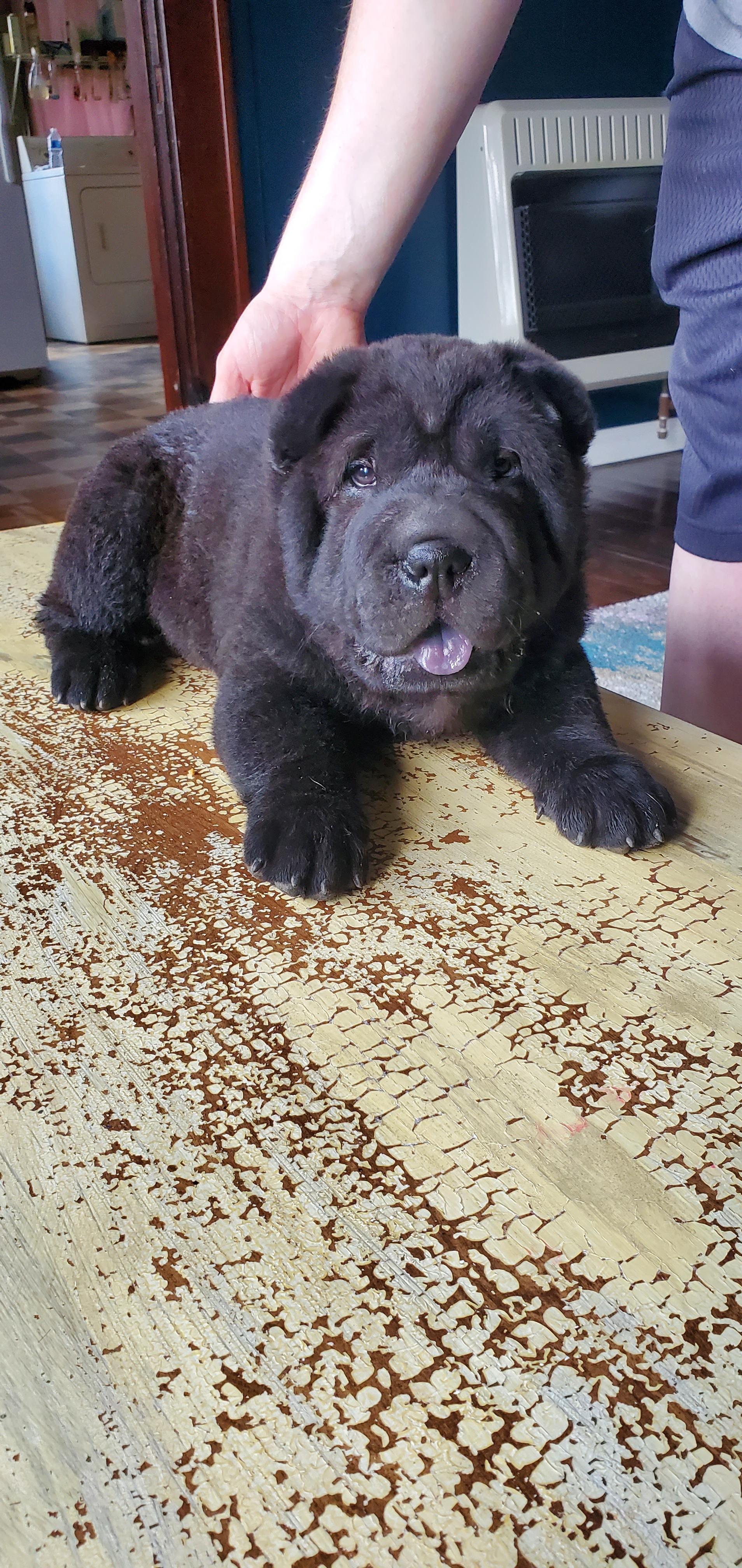 JoShel’s Silver Lined Wrinkles and Tails in Illinois | Chinese Shar-Pei ...