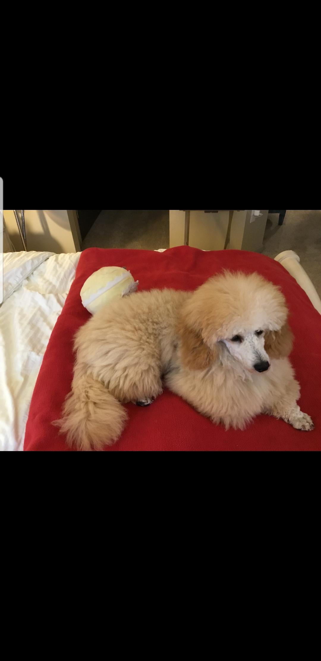 Champion Poodles in North Carolina | Poodle puppies | Good Dog