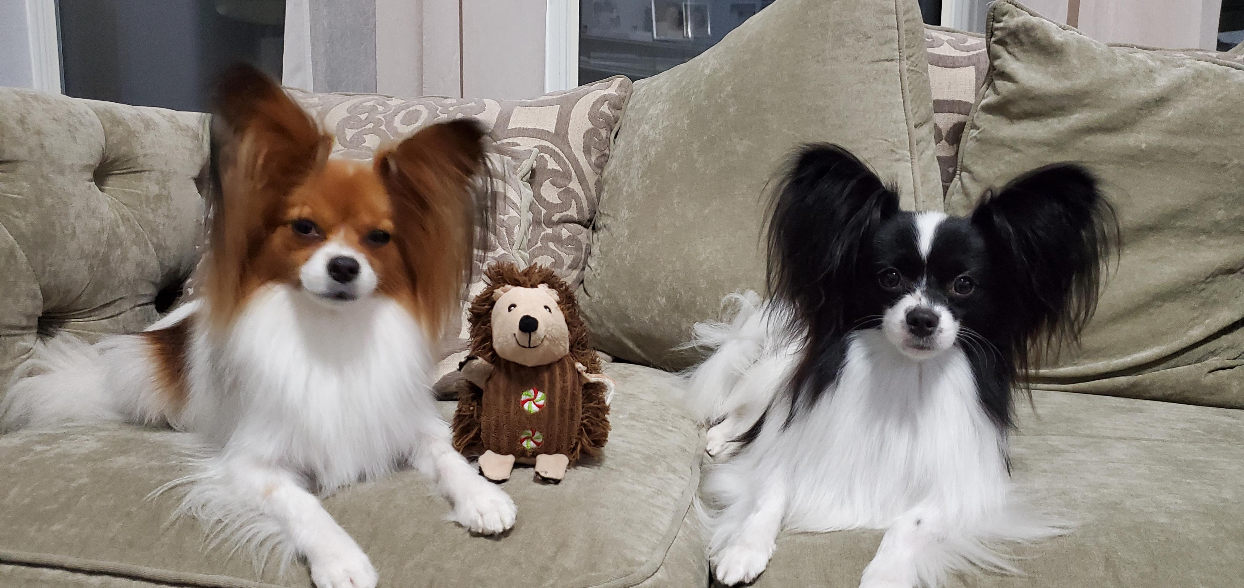 Enchanting Papillons in Texas | Papillon puppies | Good Dog