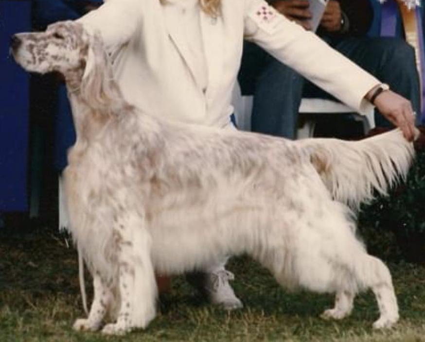 Trailstarsetters in Illinois | English Setter puppies | Good Dog