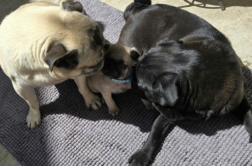 Pugs to love in Washington | Pug puppies | Good Dog