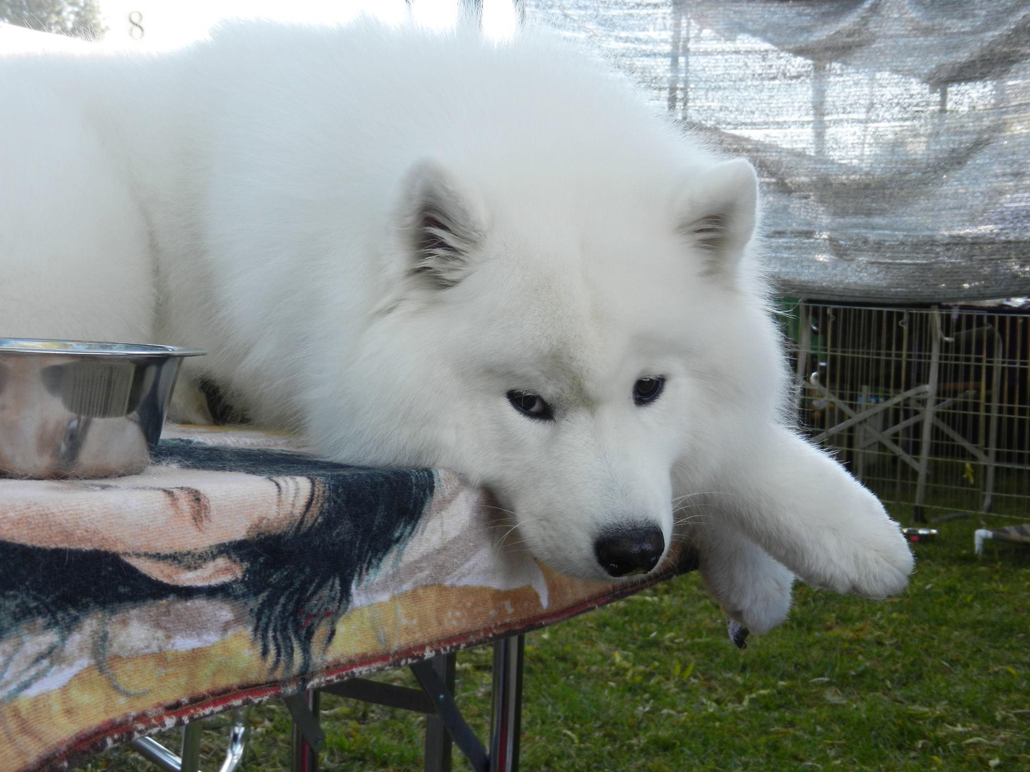 Susan Rath-Fewlass' Samoyed Puppies in | Samoyed puppies | Good Dog