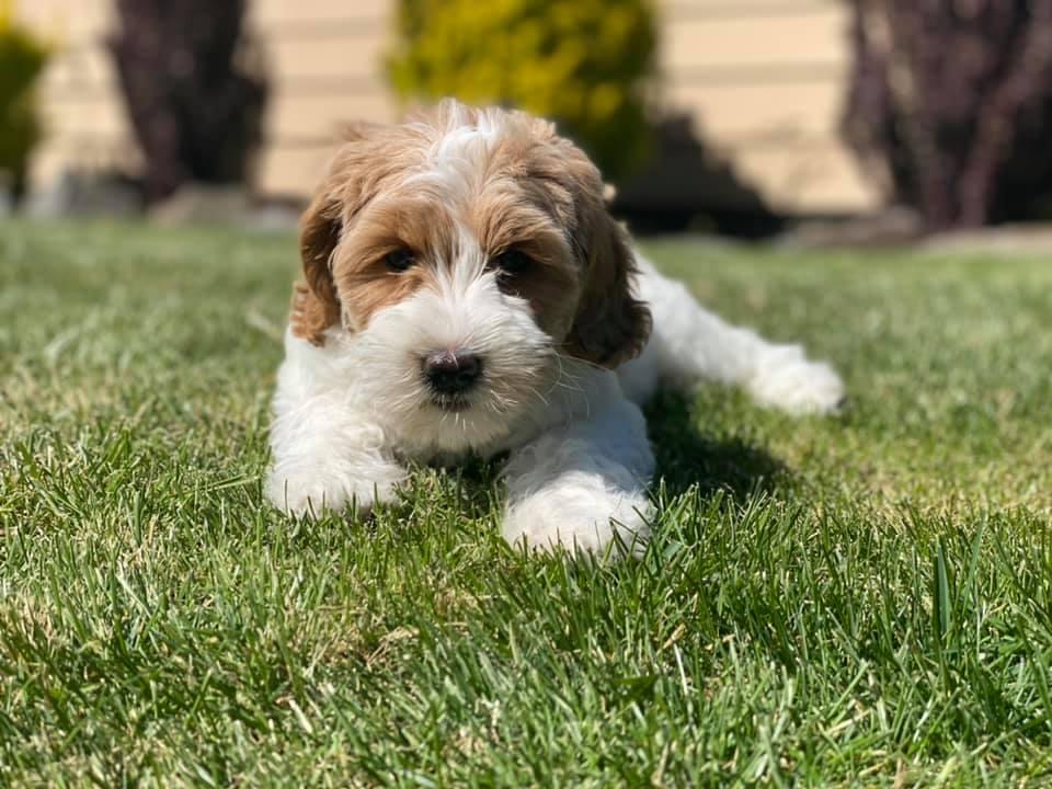 River's Edge Labradoodles in Oregon | Australian Labradoodle puppies ...