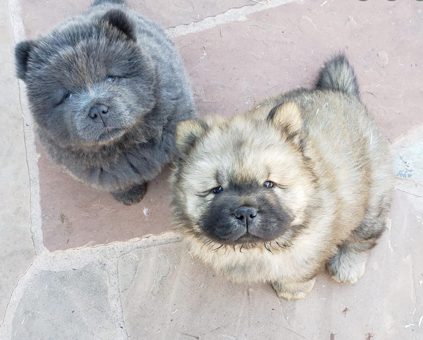 Red Rocks Chows in Arizona | Chow Chow puppies | Good Dog