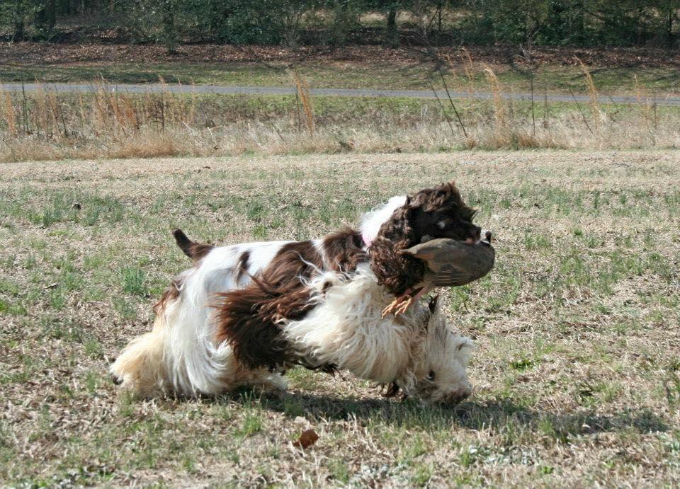 Candy's Cockers in Georgia | Cocker Spaniel puppies | Good Dog
