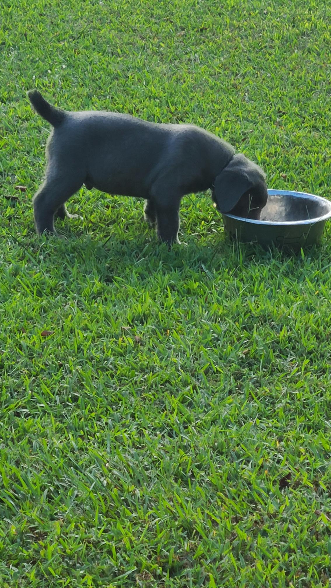 C&M Cane Corso in Alabama | Cane Corso puppies | Good Dog