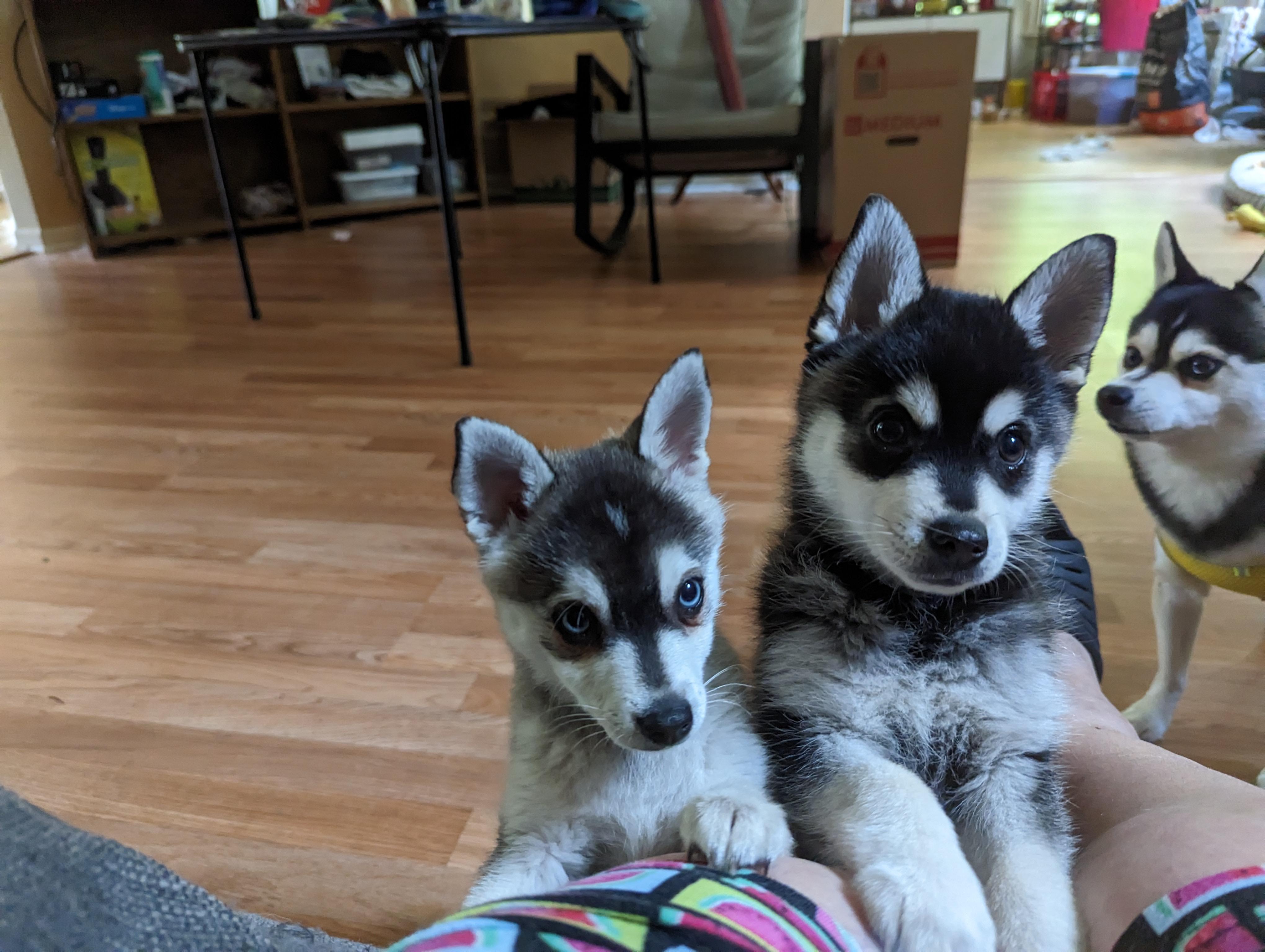 Whitesel Klee Kais in Georgia | Alaskan Klee Kai puppies | Good Dog