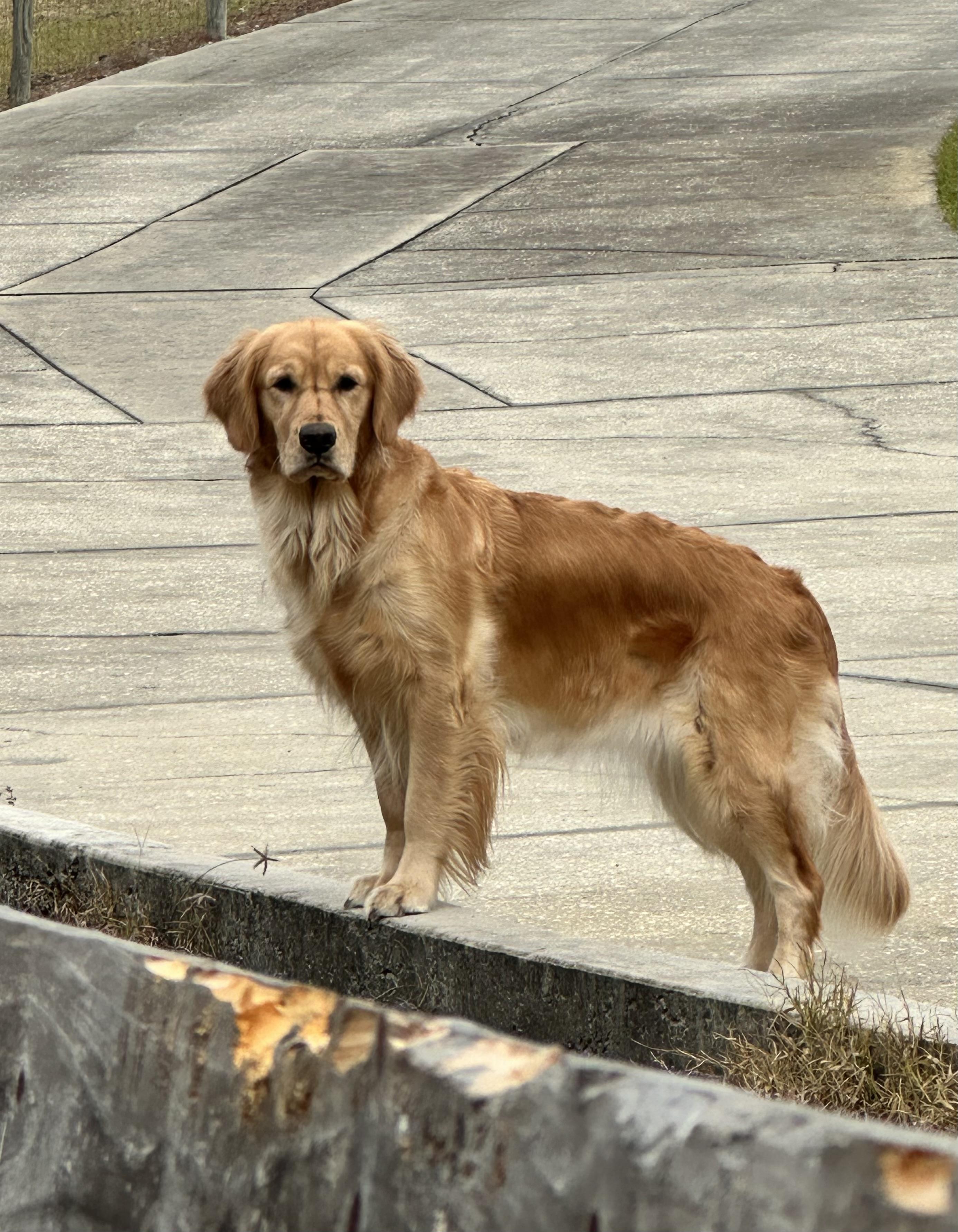 Kesher Goldens in Florida | Golden Retriever puppies | Good Dog