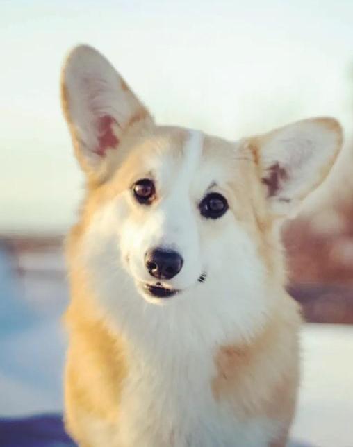 Merrygold Corgis in Wyoming | Pembroke Welsh Corgi puppies | Good Dog