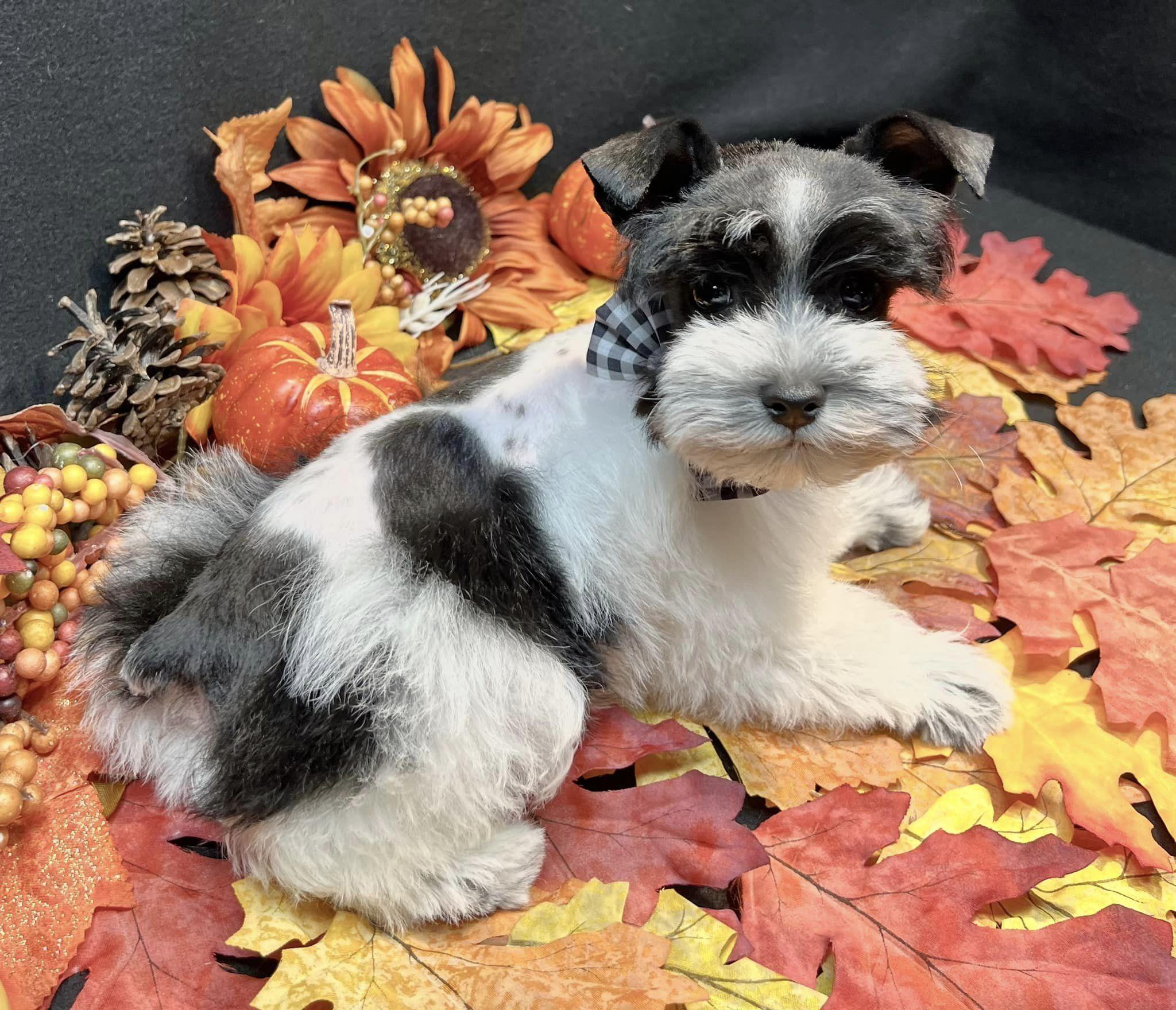 2M Miniature Schnauzers in Texas | Miniature Schnauzer puppies | Good Dog