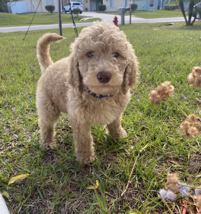 Blissful Goldendoodles in Florida | Goldendoodle puppies | Good Dog
